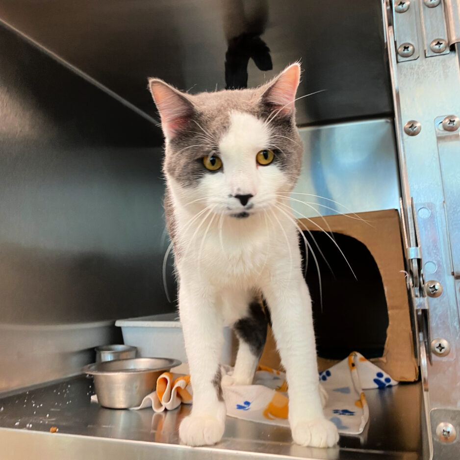 Pet of the Week: Simon | News, Sports, Jobs - Daily Herald